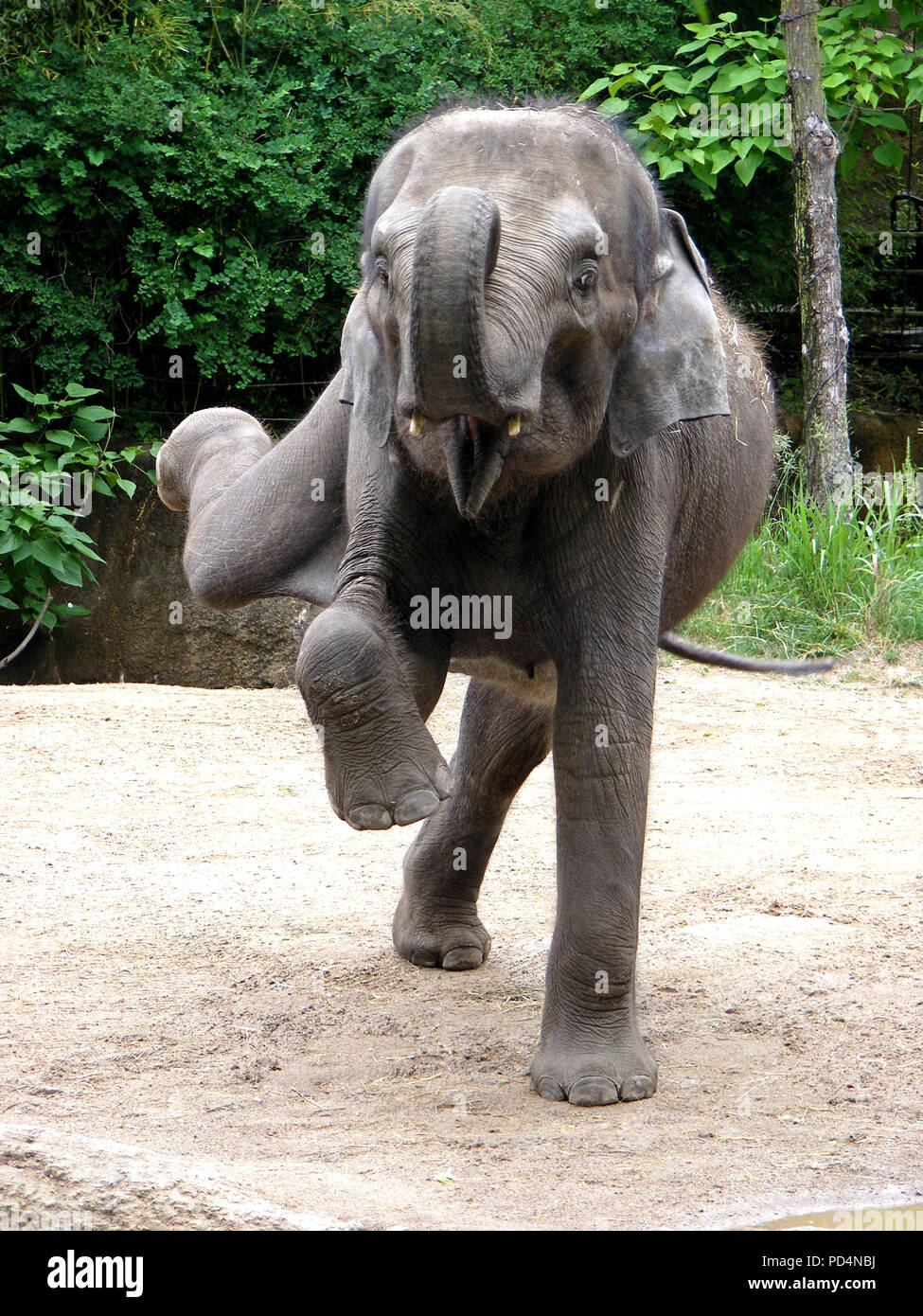 photography with scene dancing indian elephant Stock Photo - Alamy