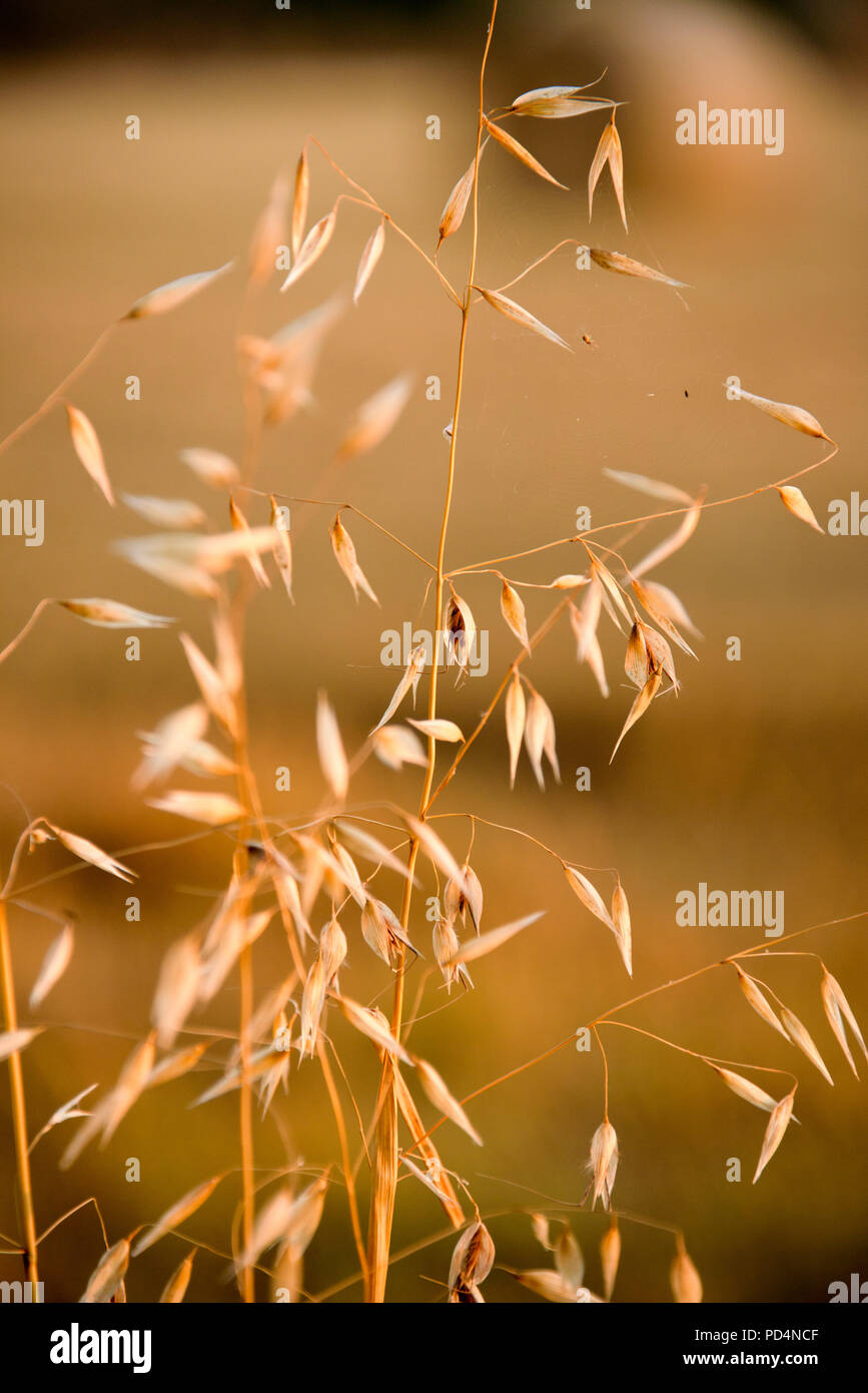 Organic farming uk oats hi-res stock photography and images - Alamy