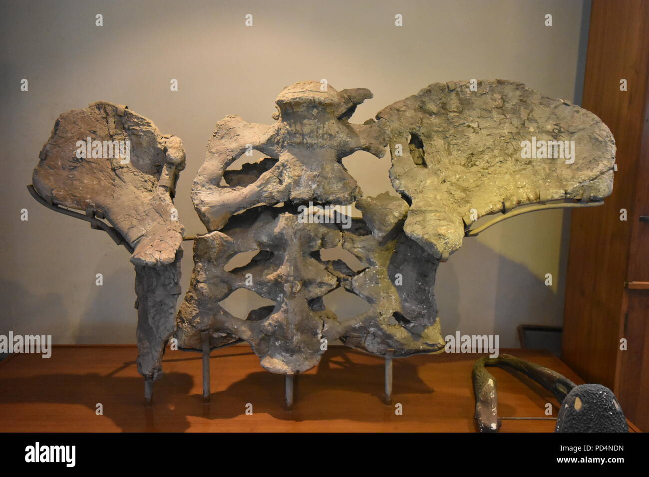 Fossilized reconstructed part of Isisaurus, Geology museum interior ...
