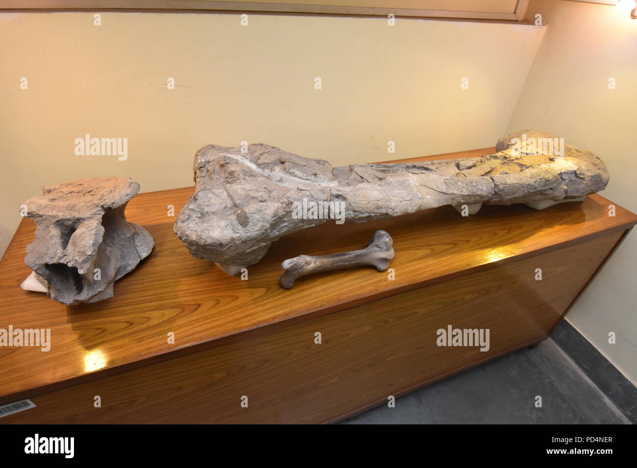 Fossilized Barapasaurus tagorei bones in comparison with cow bone ...
