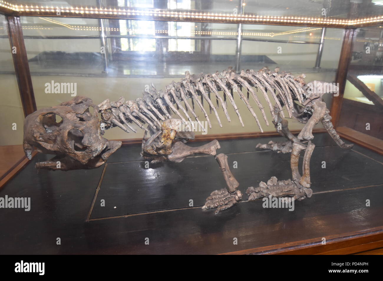 Fossilized Rhynchosaur skeleton, Geology Museum, ISI, Kolkata Stock ...