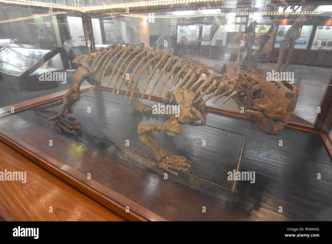 Fossilized Rhynchosaur skeleton, Geology Museum, ISI, Kolkata Stock ...