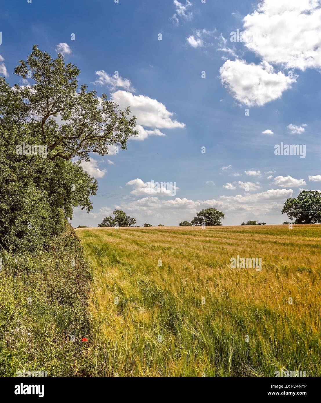 Striped field of ripening crops with trees to one side and in the ...