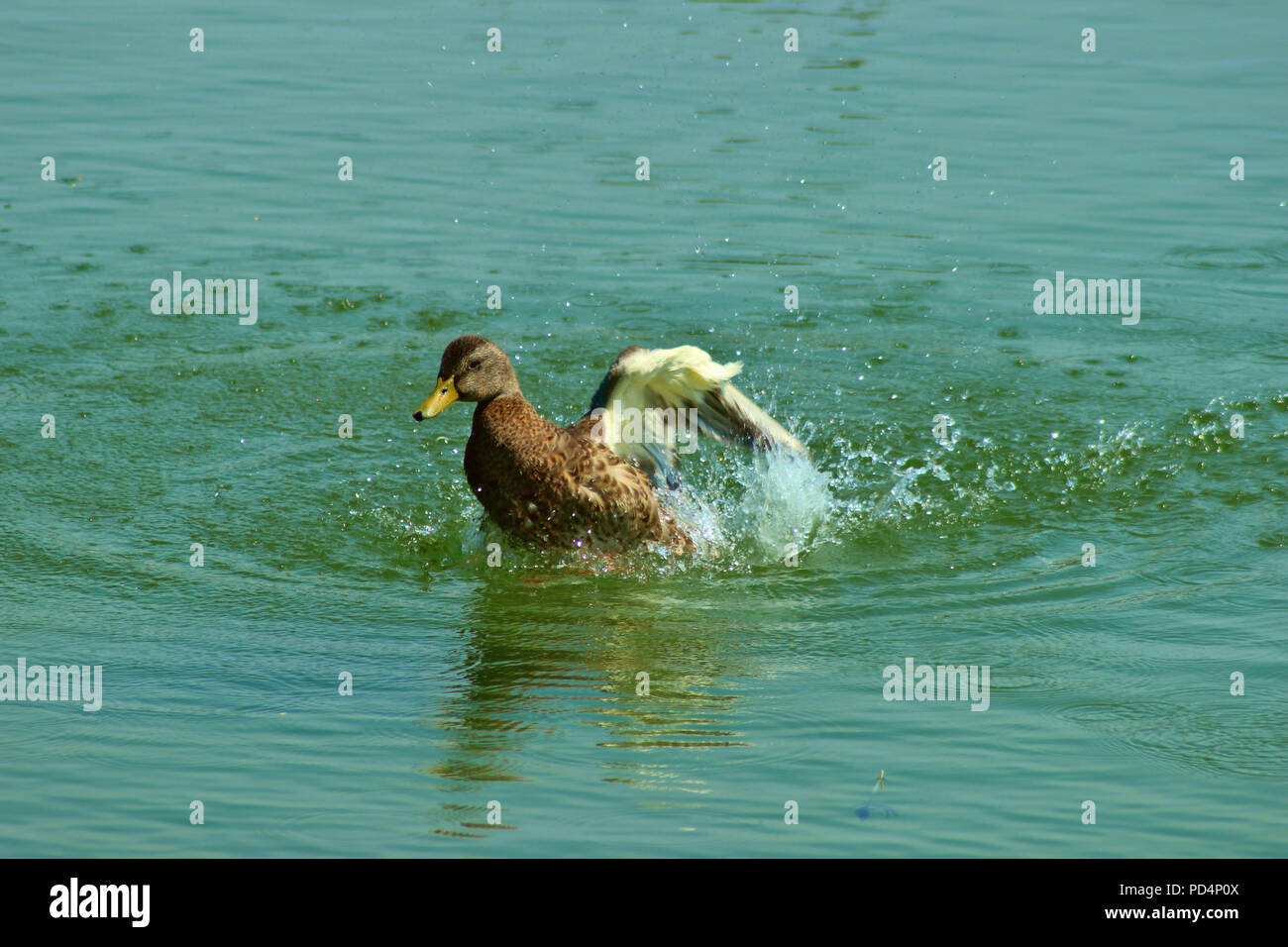 Duck trying to fly Stock Photo - Alamy