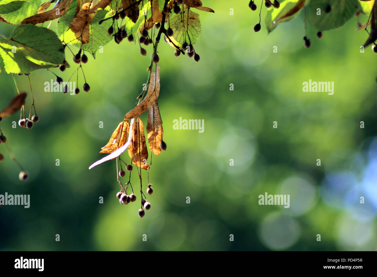 Lime in the summer Stock Photo - Alamy