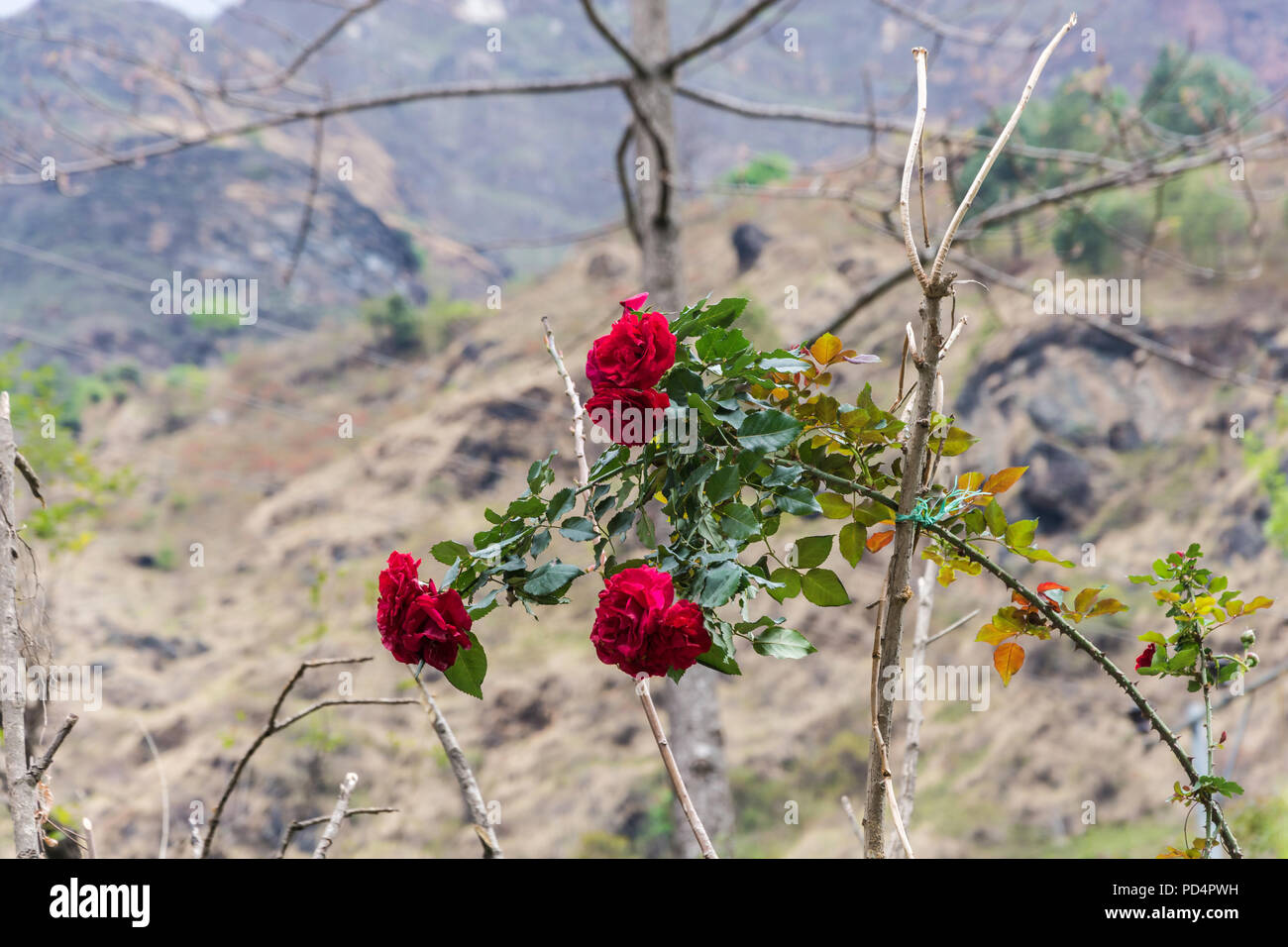 Deep red rose on bush hi-res stock photography and images - Alamy