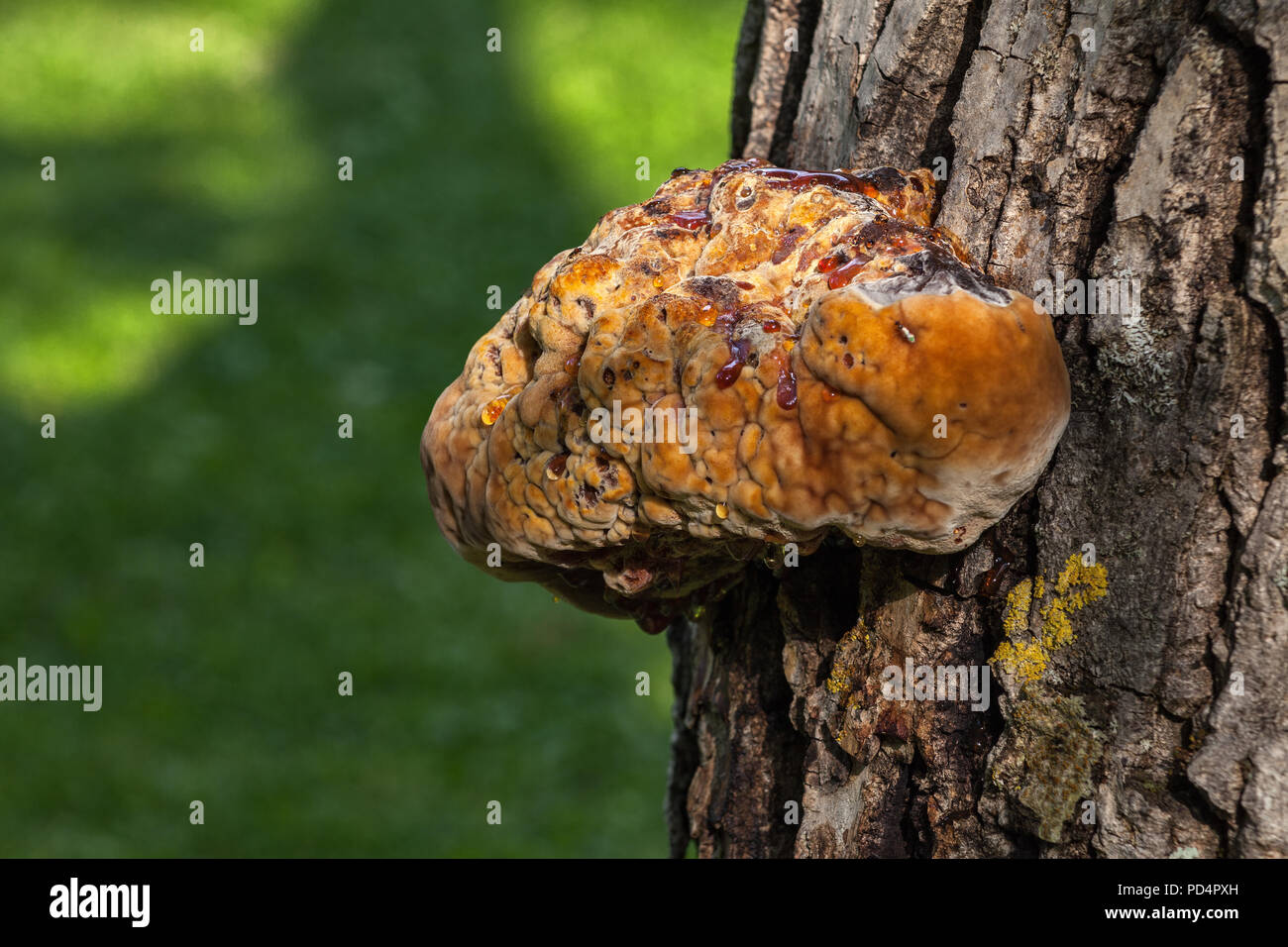 Chaga tree hi-res stock photography and images - Alamy