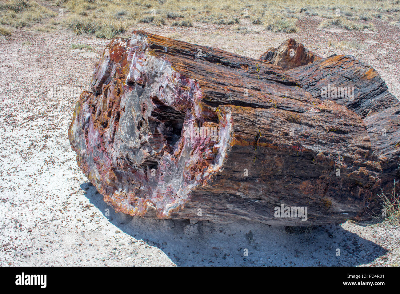 Petrified tree rings hi-res stock photography and images - Alamy