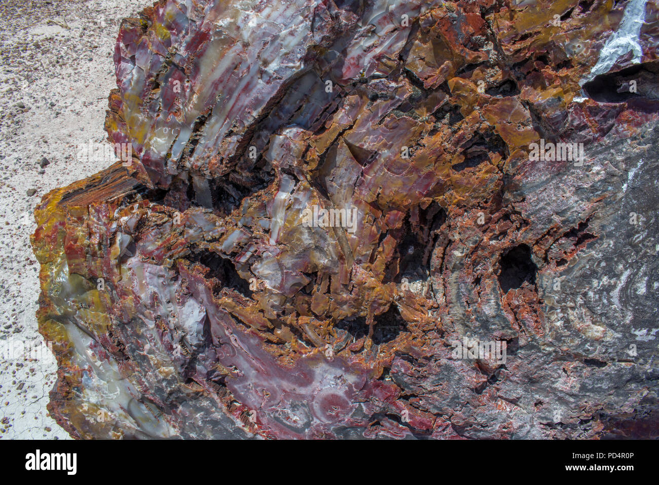 Petrified tree rings hi-res stock photography and images - Alamy