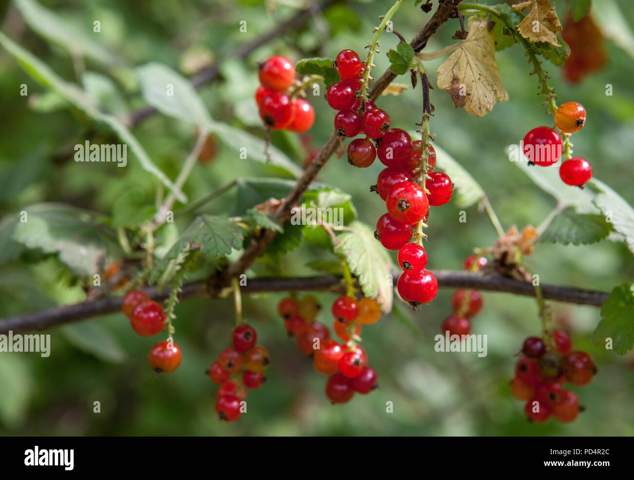 Red currant plant whit red fruits Stock Photo - Alamy