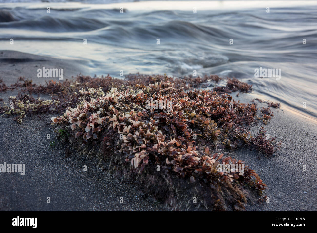 Red Algae Bloom Stock Photos & Red Algae Bloom Stock Images - Alamy