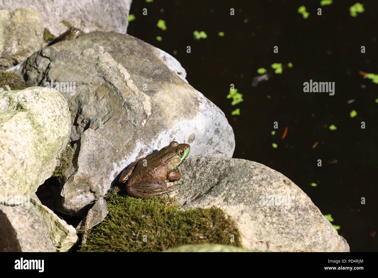 Michigan frog hi-res stock photography and images - Alamy