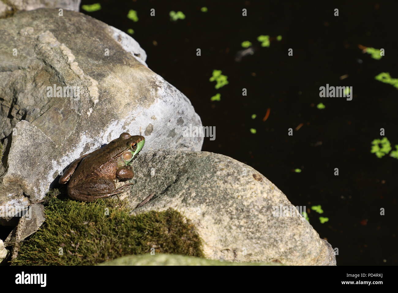 Frog in the Pond Stock Photo - Alamy