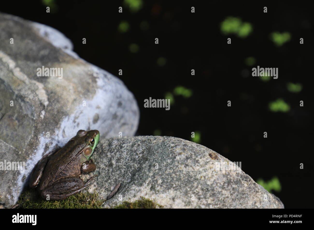 Frog in the Pond Stock Photo - Alamy
