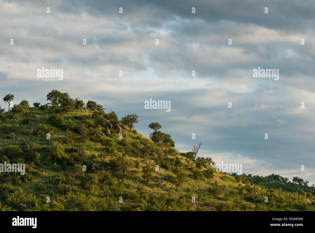 African bushveld hill in evening sun light with soft cloudy sky, space ...