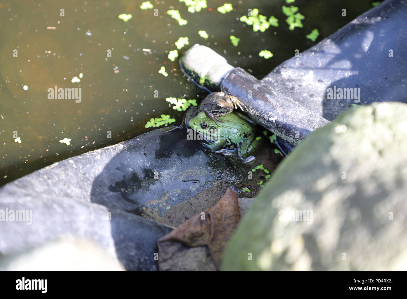 Frog in the Pond Stock Photo - Alamy