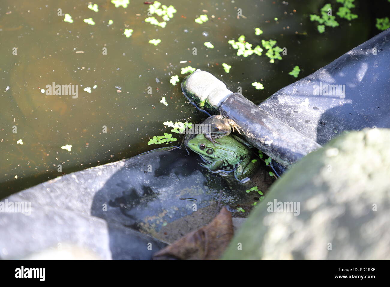 Frog in the Pond Stock Photo - Alamy