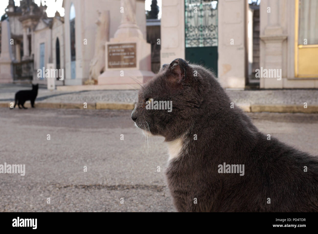 Cats in a cemetery hi-res stock photography and images - Alamy