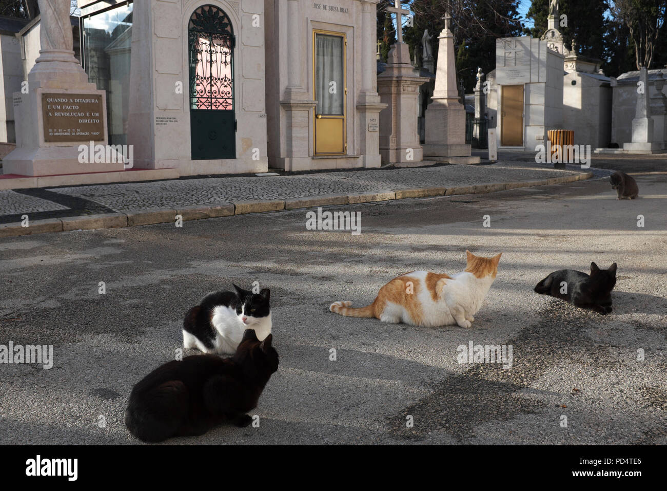 Cats in a cemetery hi-res stock photography and images - Alamy