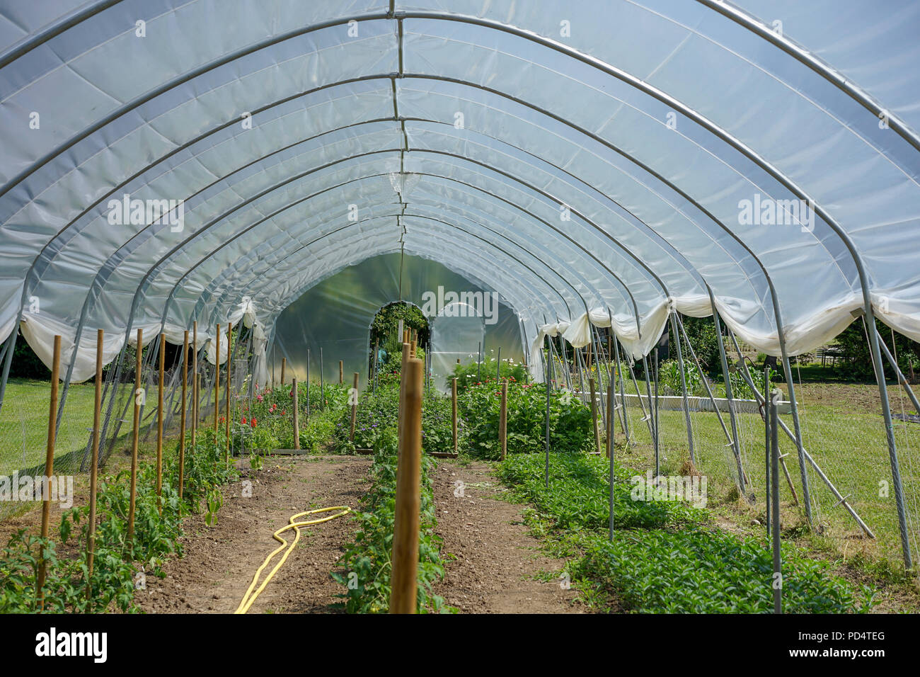 agriculture or horticulture, industrial gardening in greenhouse with ...