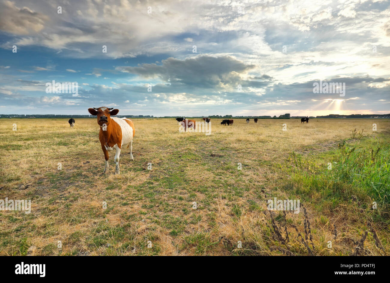 cow on summer pasture over blue sky Stock Photo - Alamy