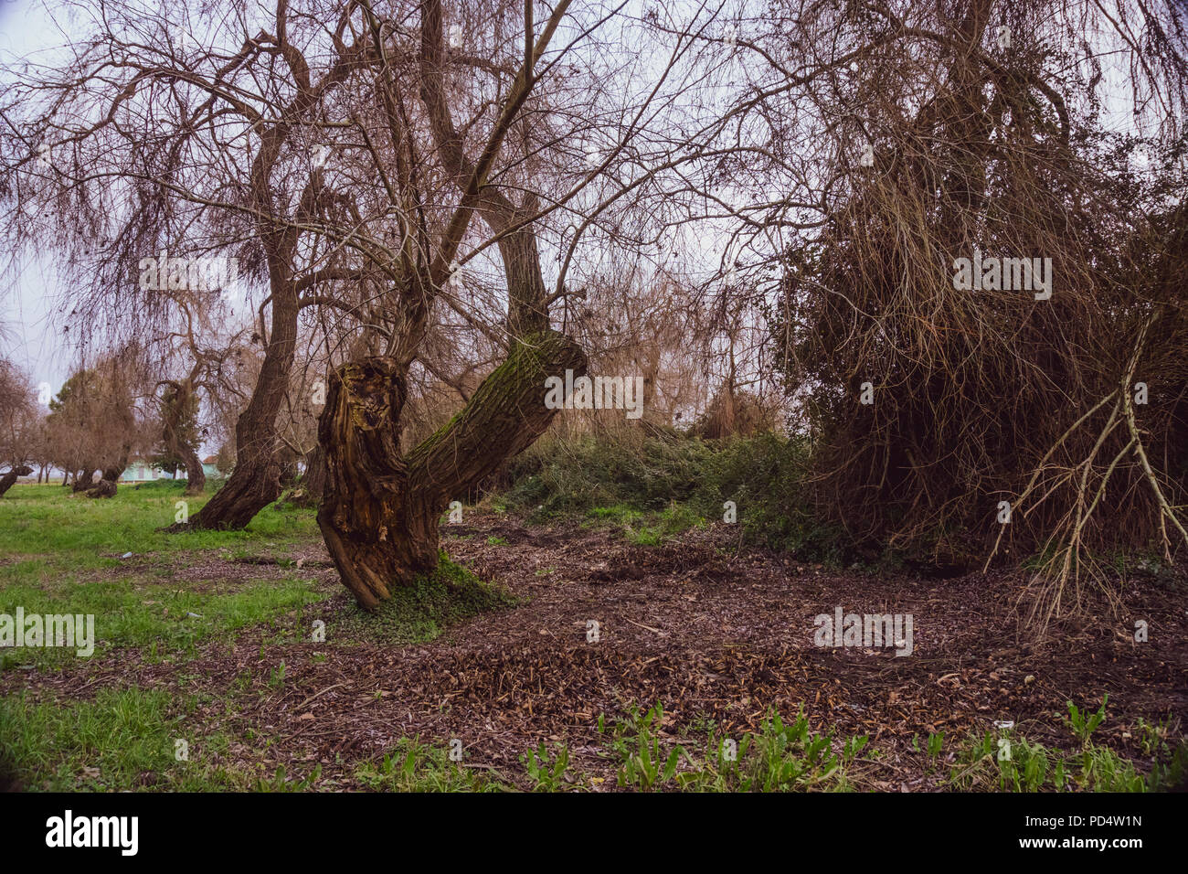 Fallen trees on the banks of the river. river tejo in Salvaterra de ...