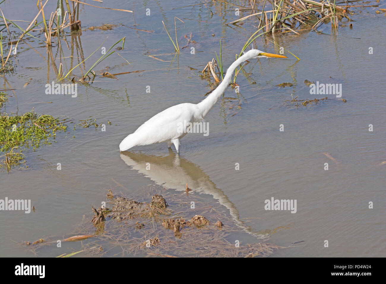 Great Egret on the Hunt in a Wetland on the Texas Gulf Coast near Port ...