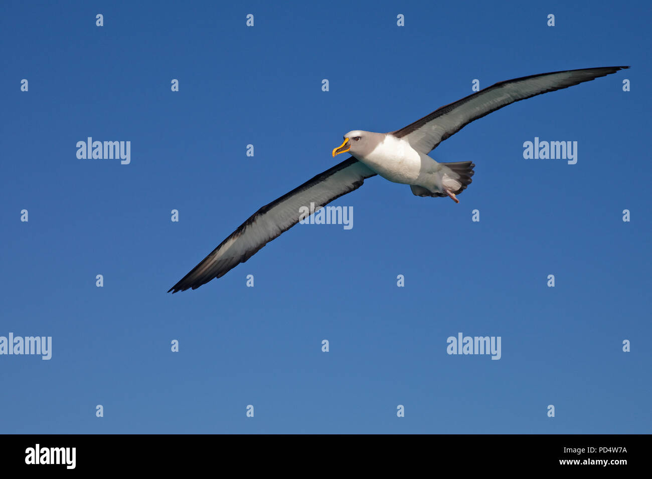 Albatross Wings