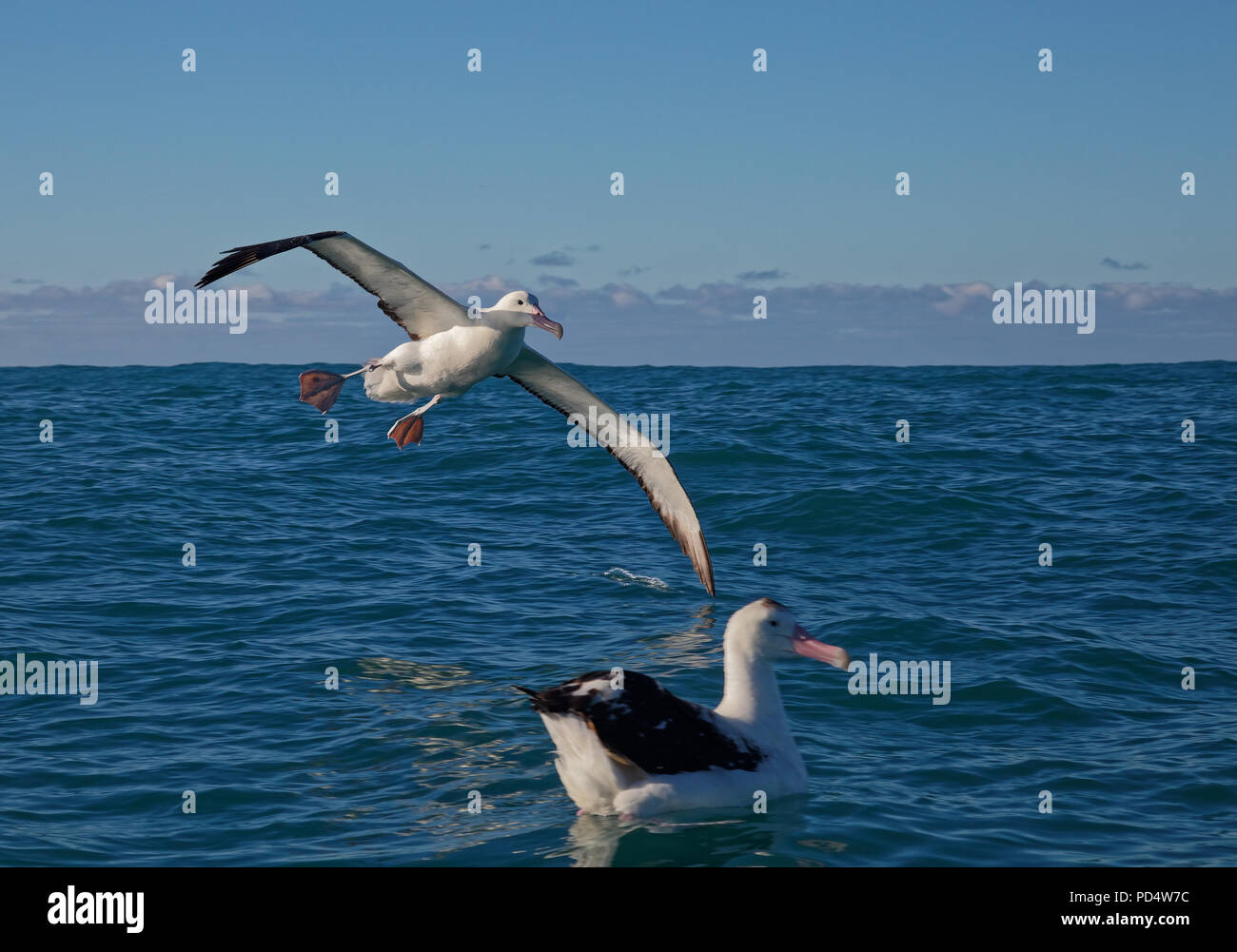 Southern royal albatross, beak up and feet down ready for landing on ...
