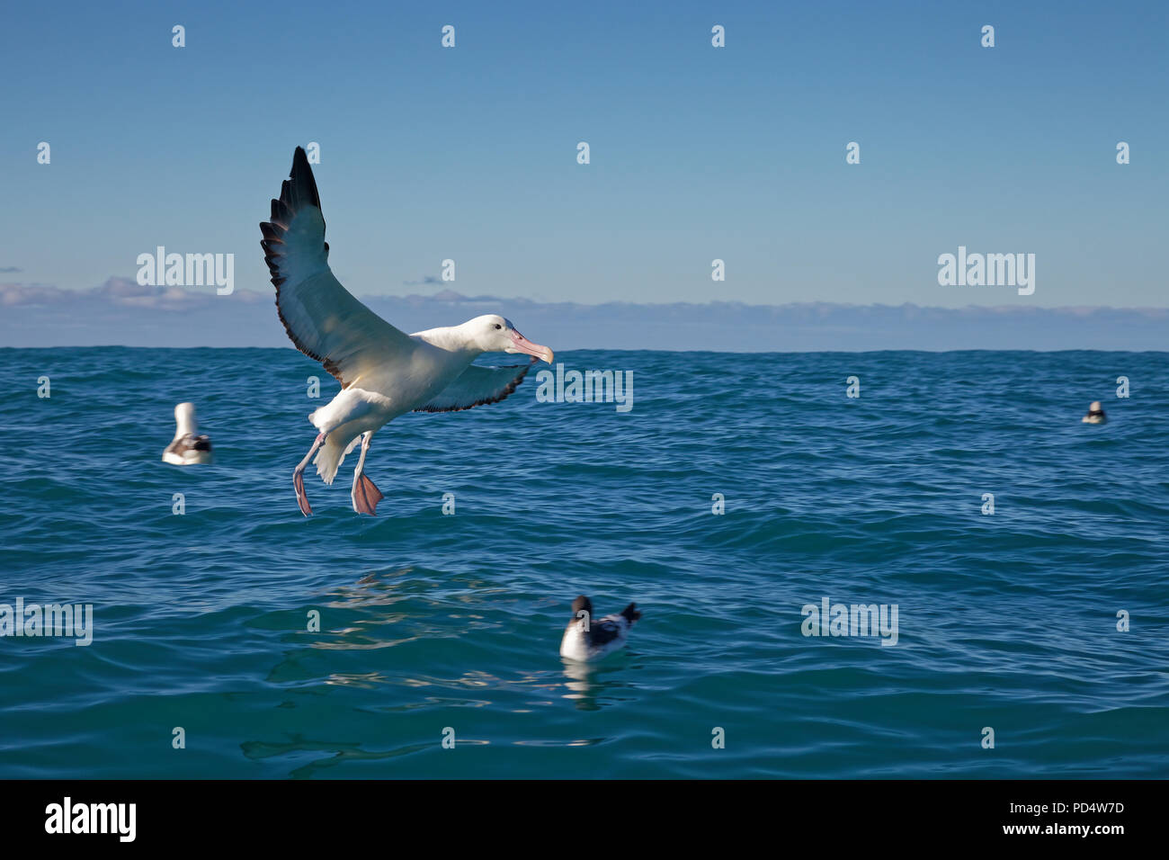Southern royal albatross, landing on the ocean, touchdown imminent ...