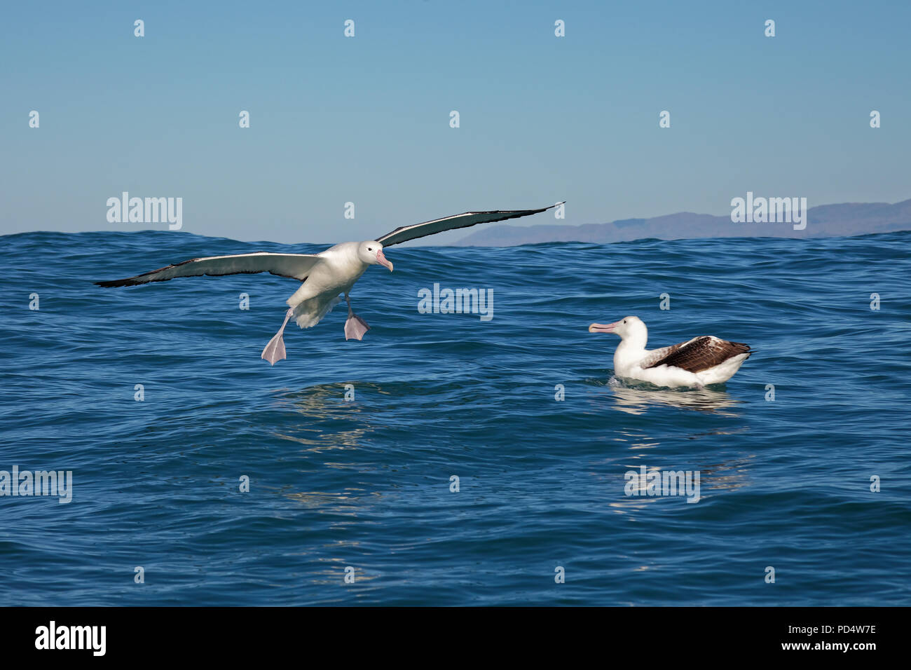 Southern royal albatross, landing on the ocean, Kaikoura, New Zealand ...