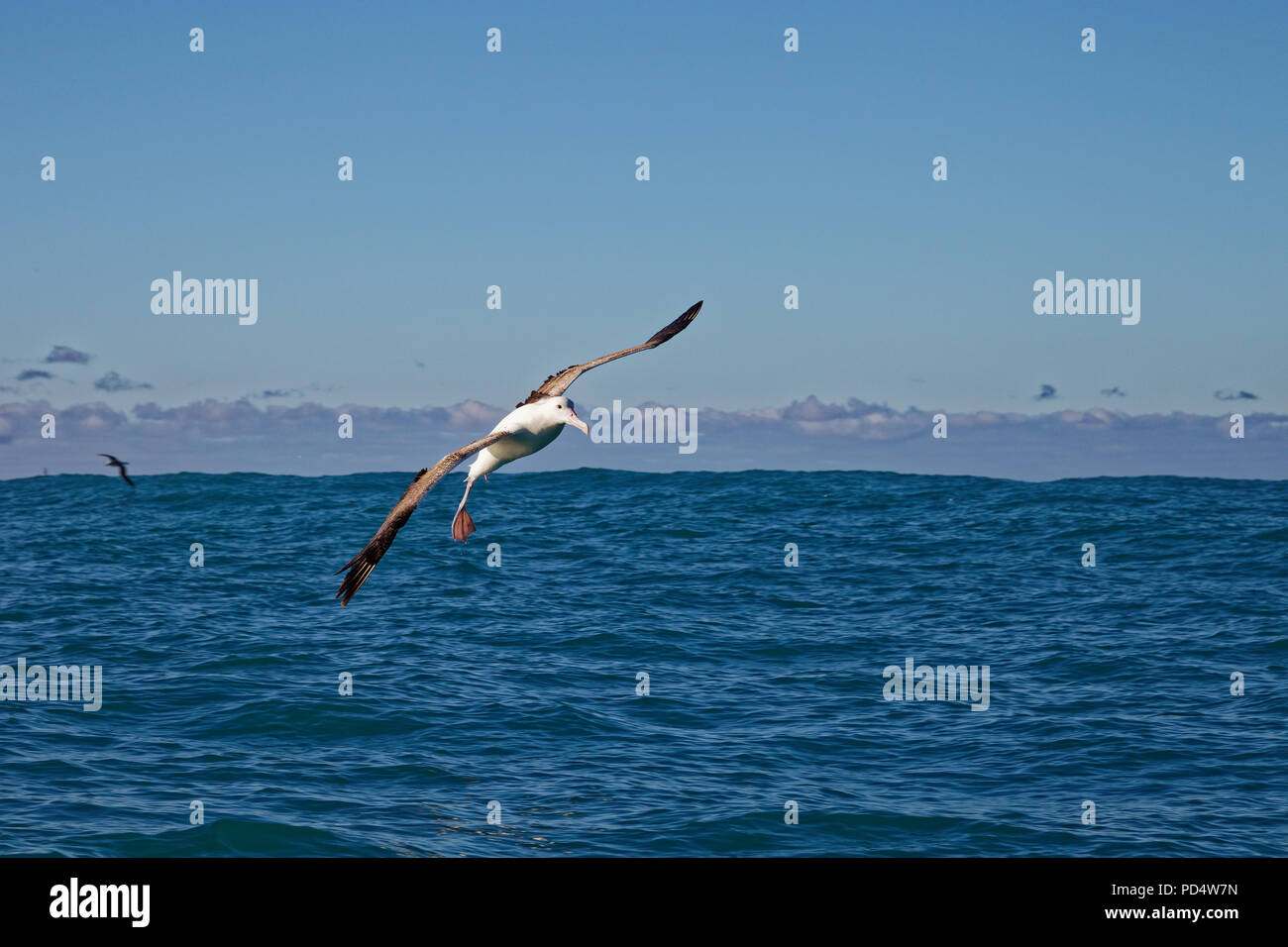Royal albatross landing hi-res stock photography and images - Alamy