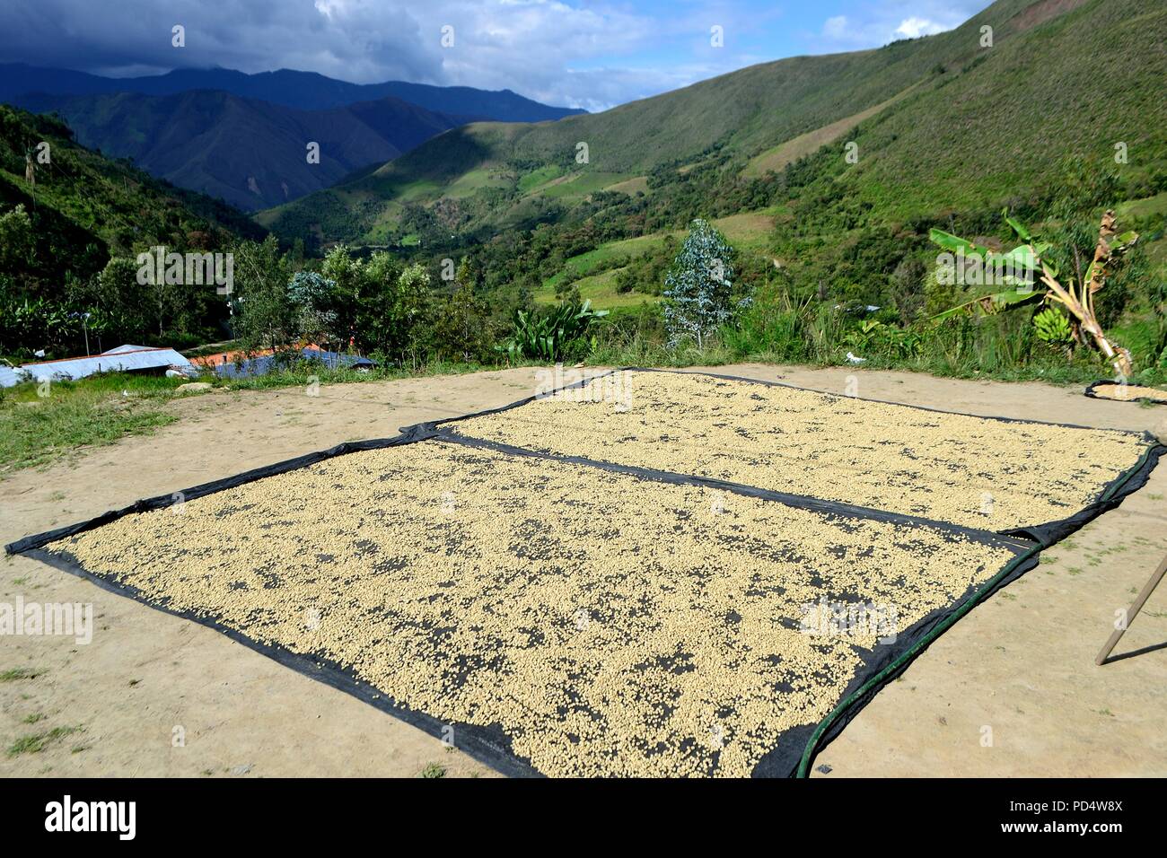 Coffee drying farmer south america hi-res stock photography and images ...