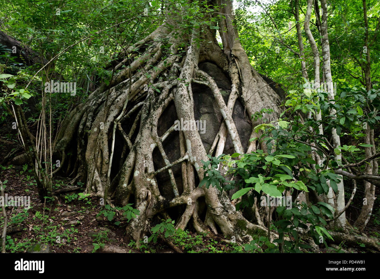 Sidra tree hi-res stock photography and images - Alamy