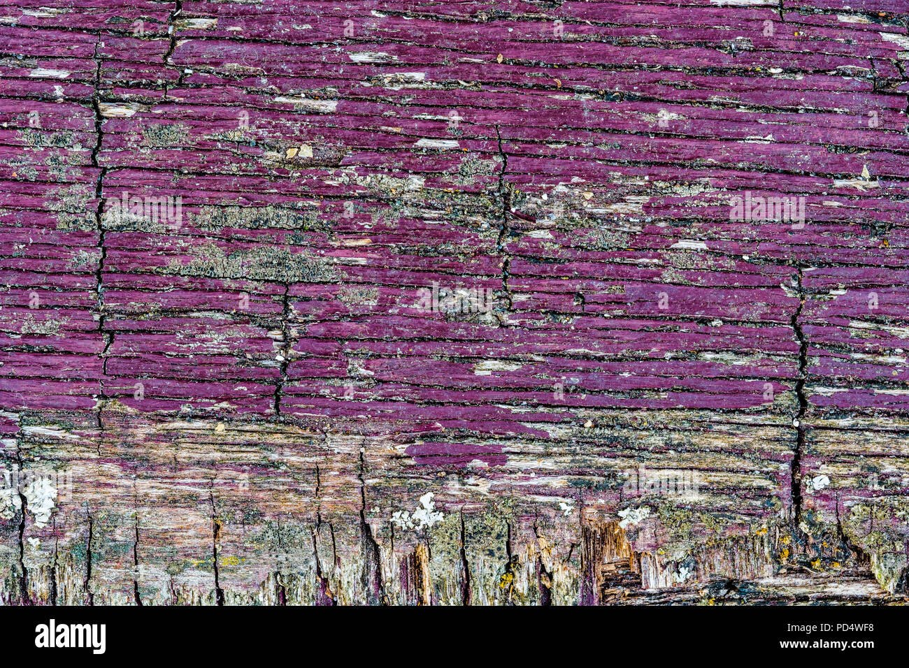 The rich texture of weathered wood, with cracks and peeling paint. Sun ...