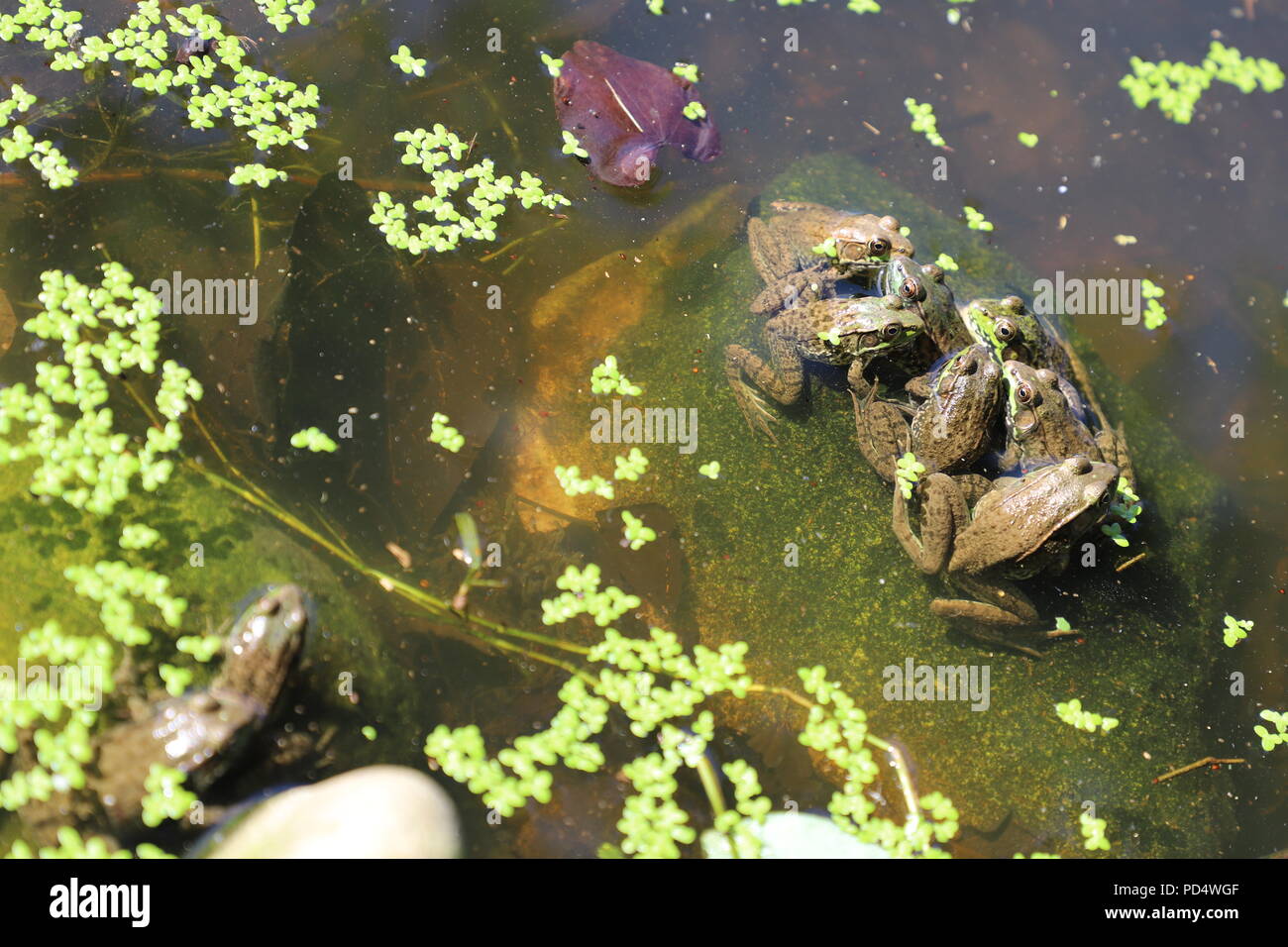Frog in the Pond Stock Photo - Alamy