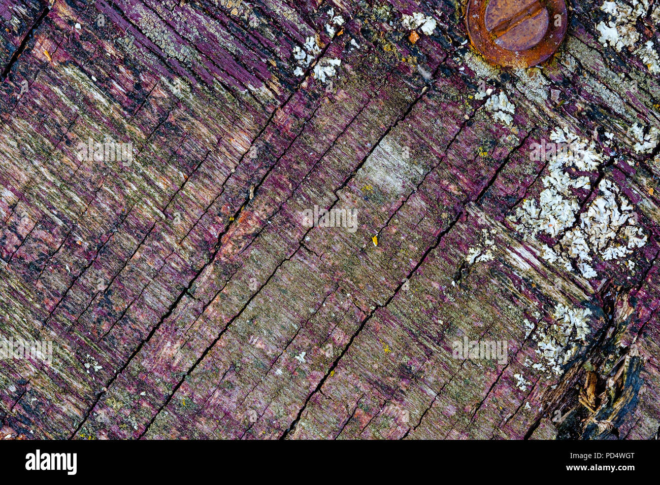 The rich texture of weathered wood, with cracks and peeling paint. Sun ...