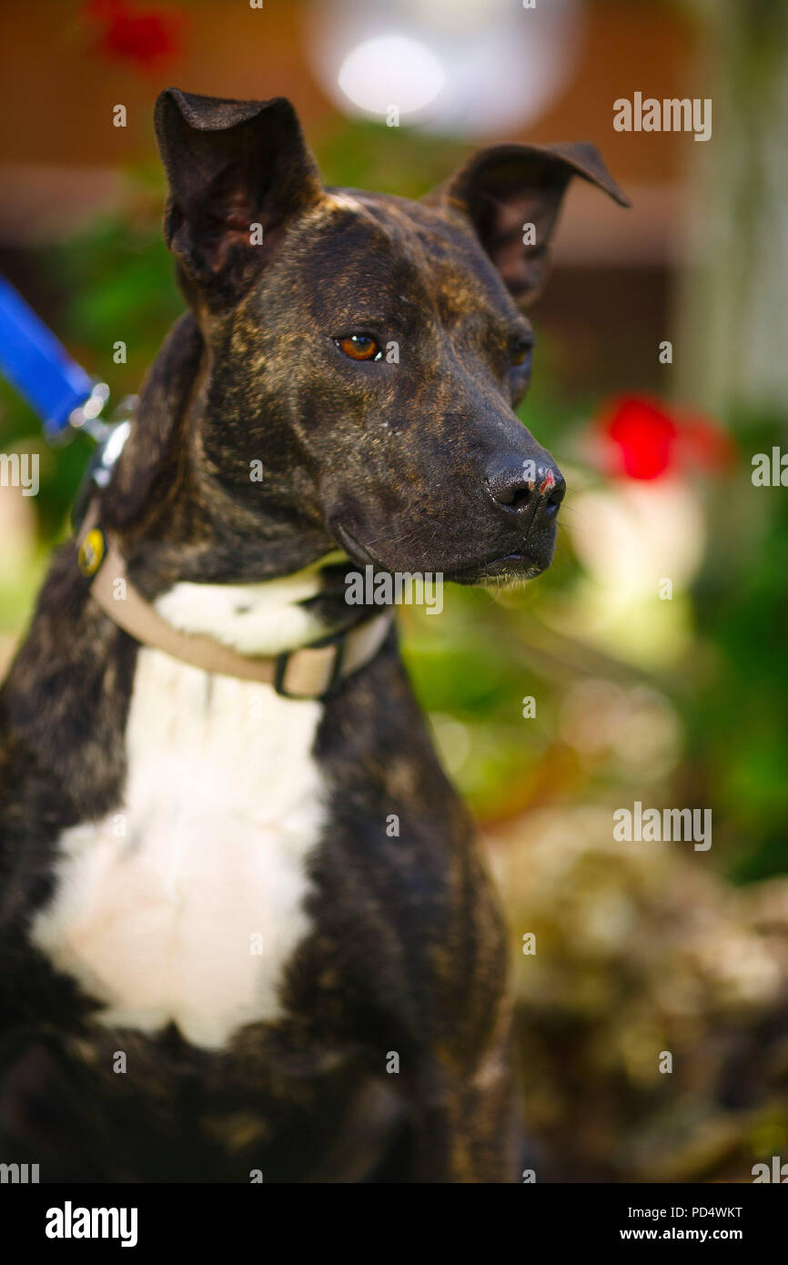 Sad white brown stray dog hi-res stock photography and images - Alamy