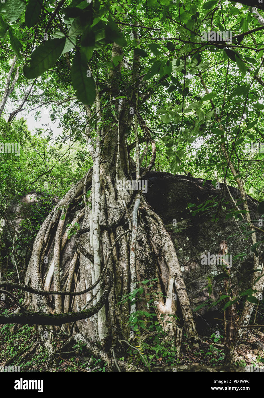 Sidra tree hi-res stock photography and images - Alamy