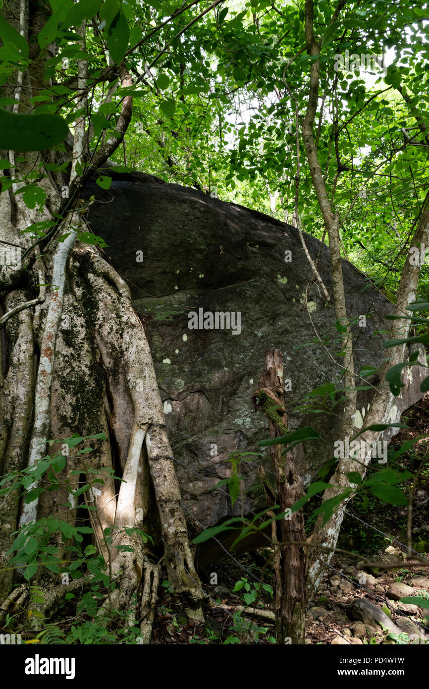 Sidra Tree High Resolution Stock Photography and Images - Alamy