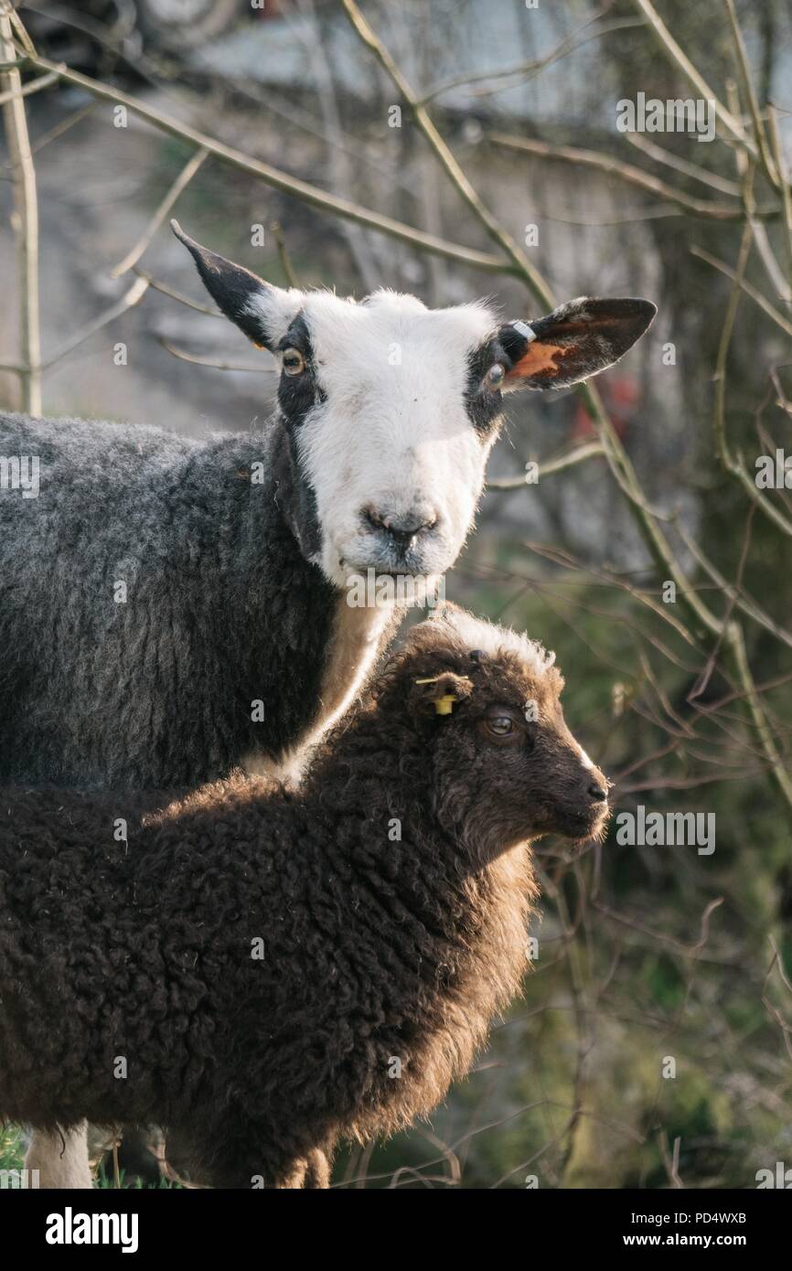 Sheep and Lamb Stock Photo - Alamy