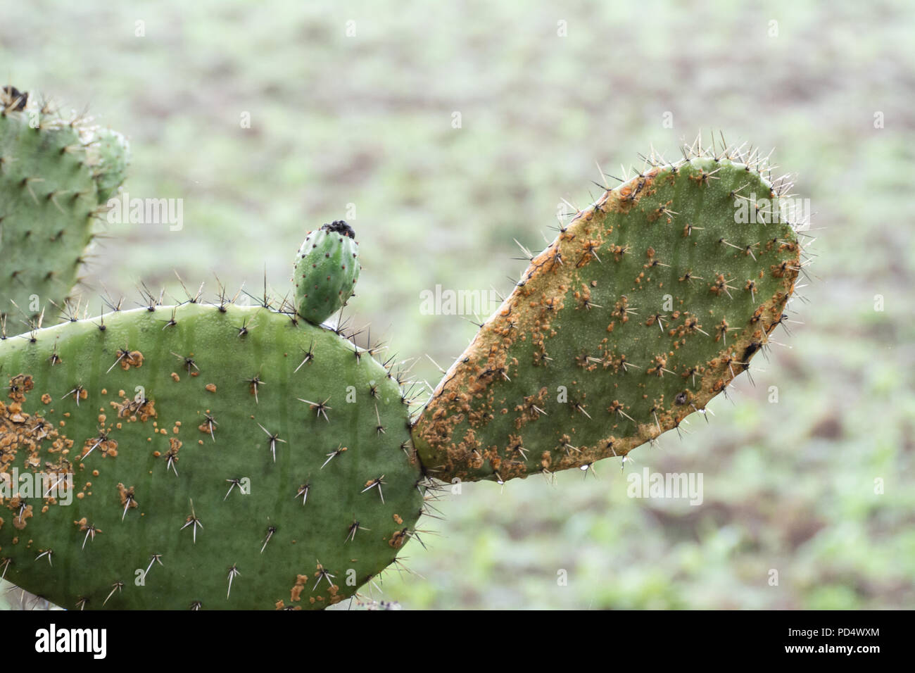 Nopal nopal hi-res stock photography and images - Alamy