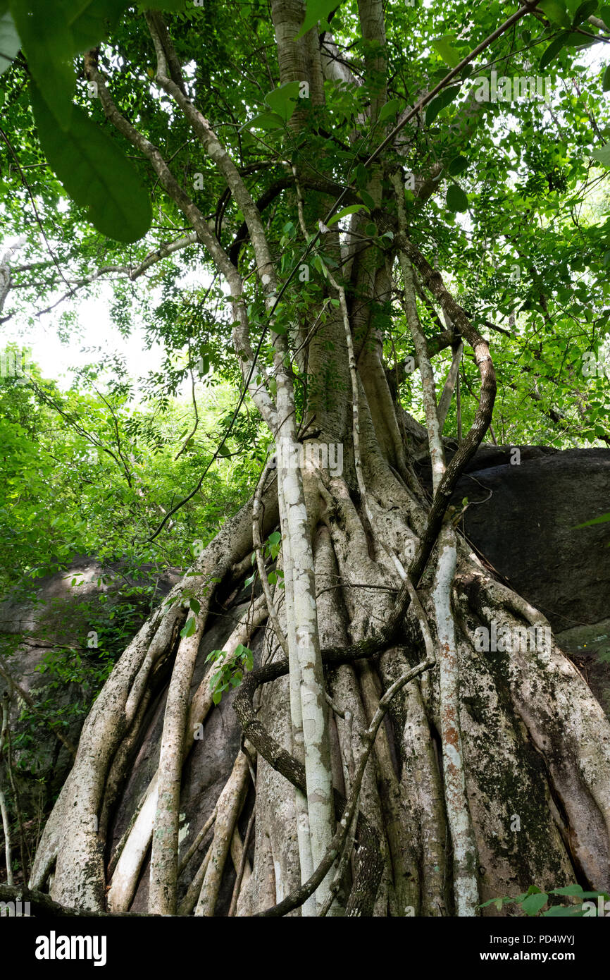 Sidra tree hi-res stock photography and images - Alamy