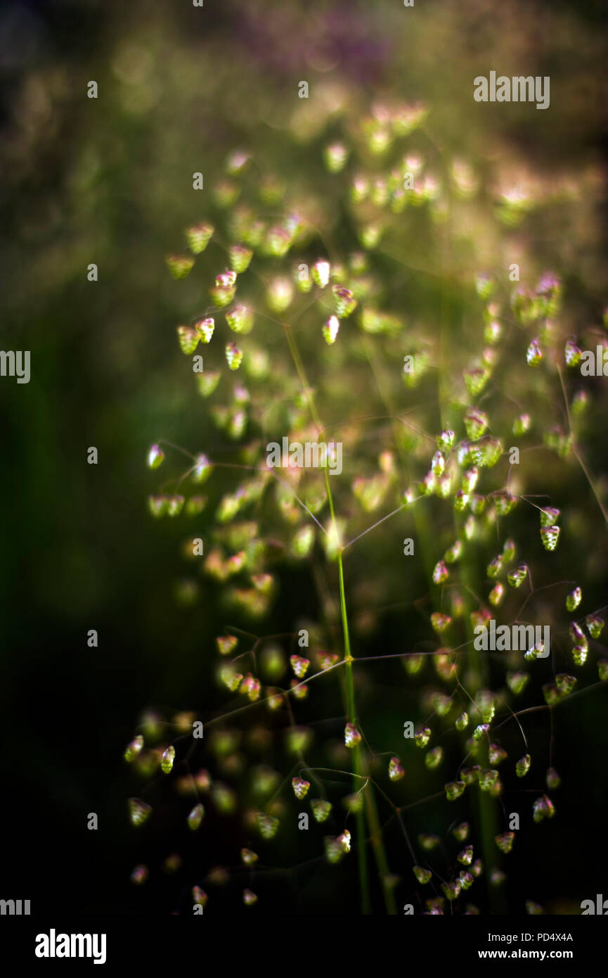 Natural background of little flowers semi against-light ( macro; large ...