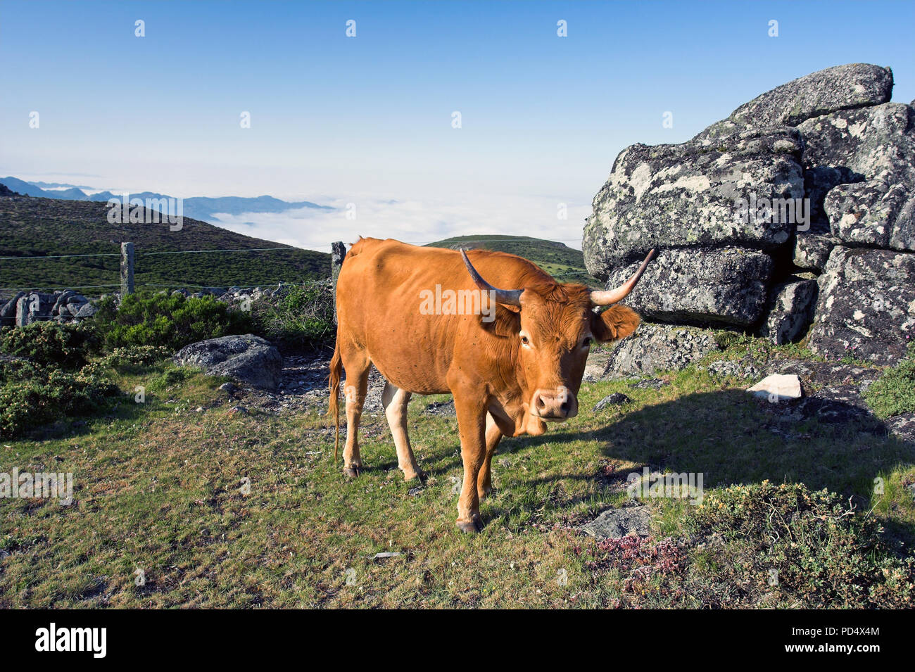Portuguese beef cattle hi-res stock photography and images - Alamy