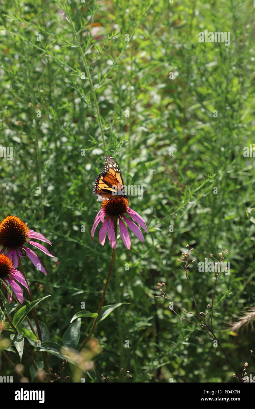 Monarch like butterfly hi-res stock photography and images - Alamy