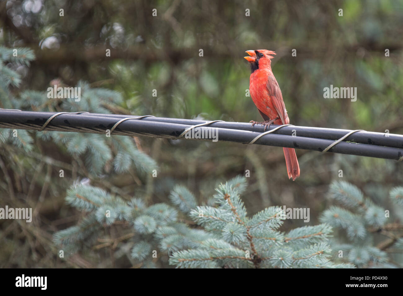 Birds in nature Stock Photo - Alamy
