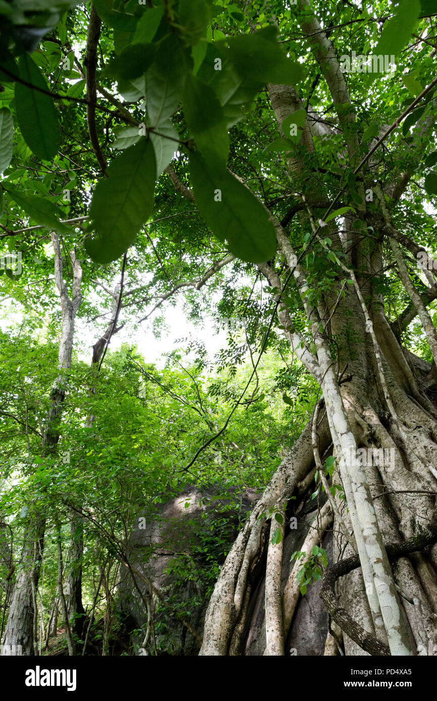 Sidra tree hi-res stock photography and images - Alamy