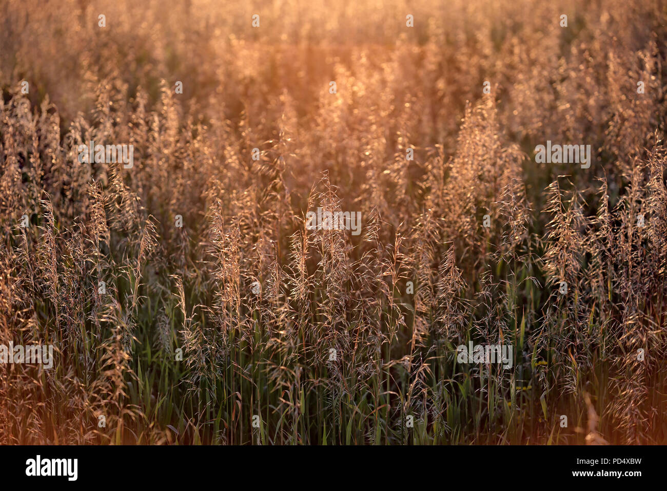 Grass and weed background with beautiful end of the day light Stock ...