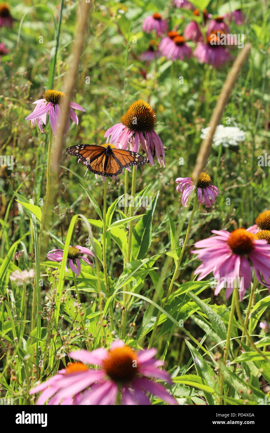 Monarch like butterfly hi-res stock photography and images - Alamy